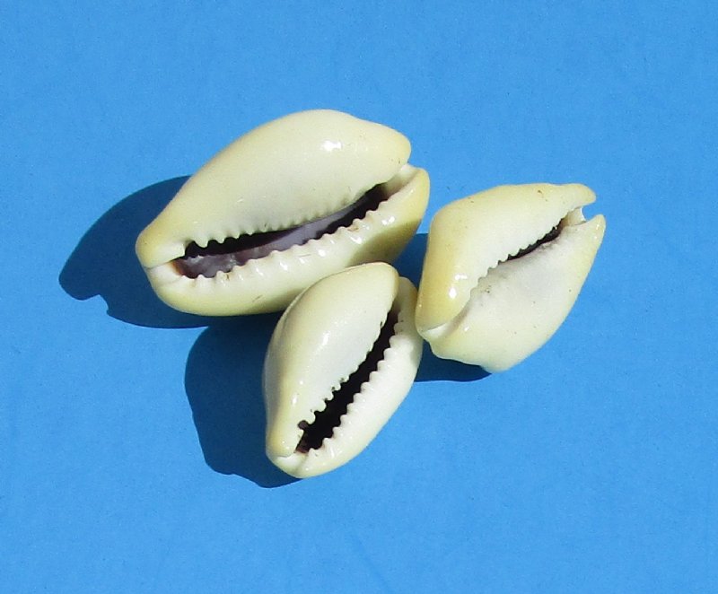 3/4 to 1-1/2 inches Money Cowrie Shells for Sale in Bulk