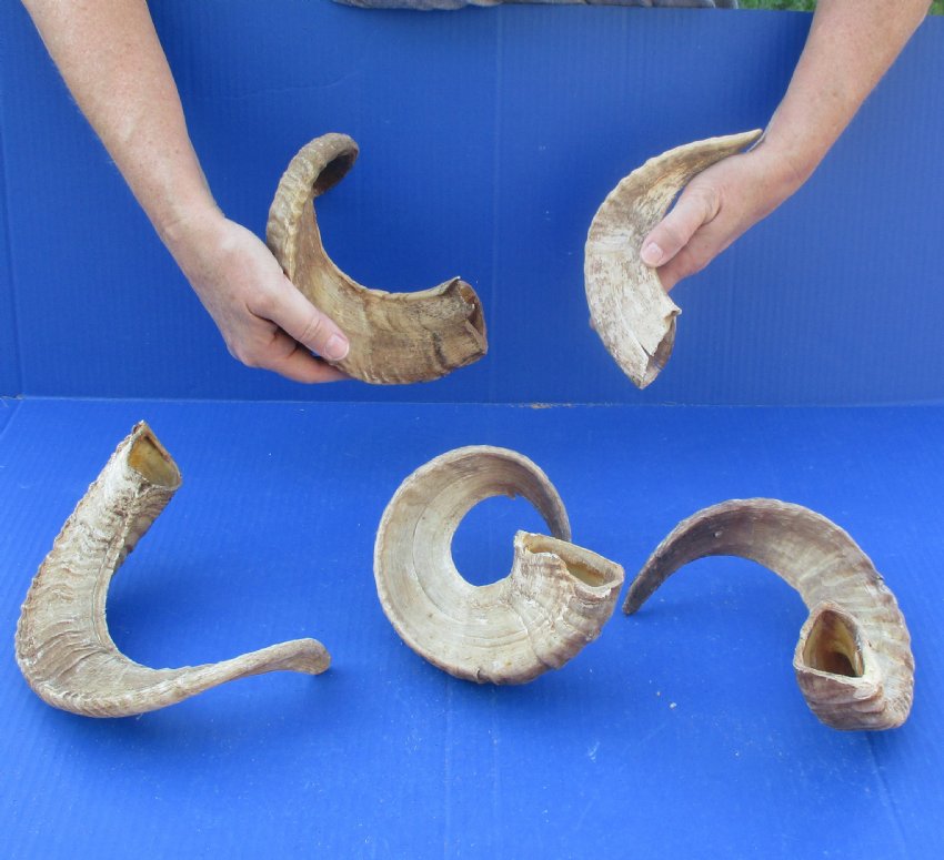 5 piece lot of Small Sheep Horns 11 to 16 inches measured around the curl.