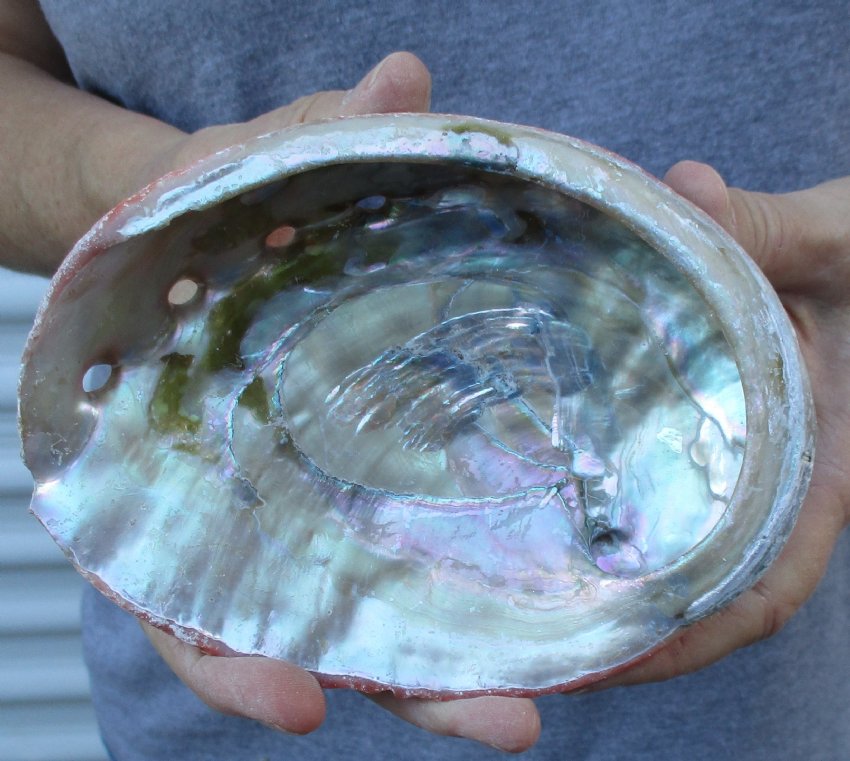 6 inch Large Natural Red Abalone Shell for Sale