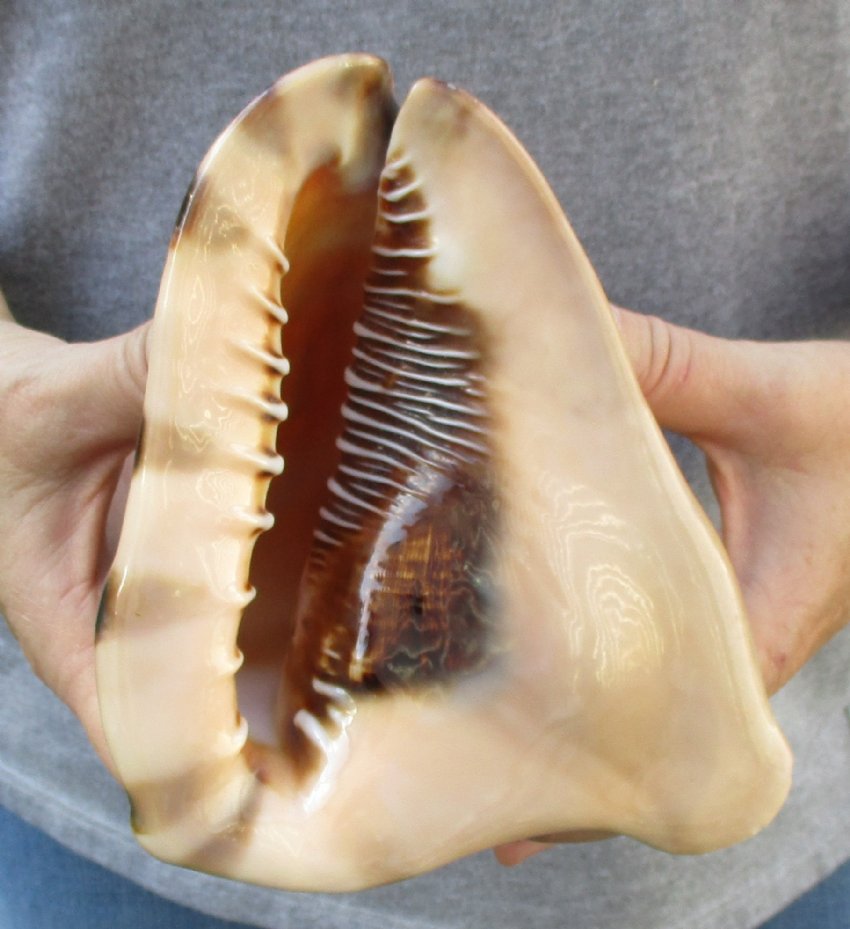 6-1/4 by 5-1/4 inches King Helmet Shell for Sale