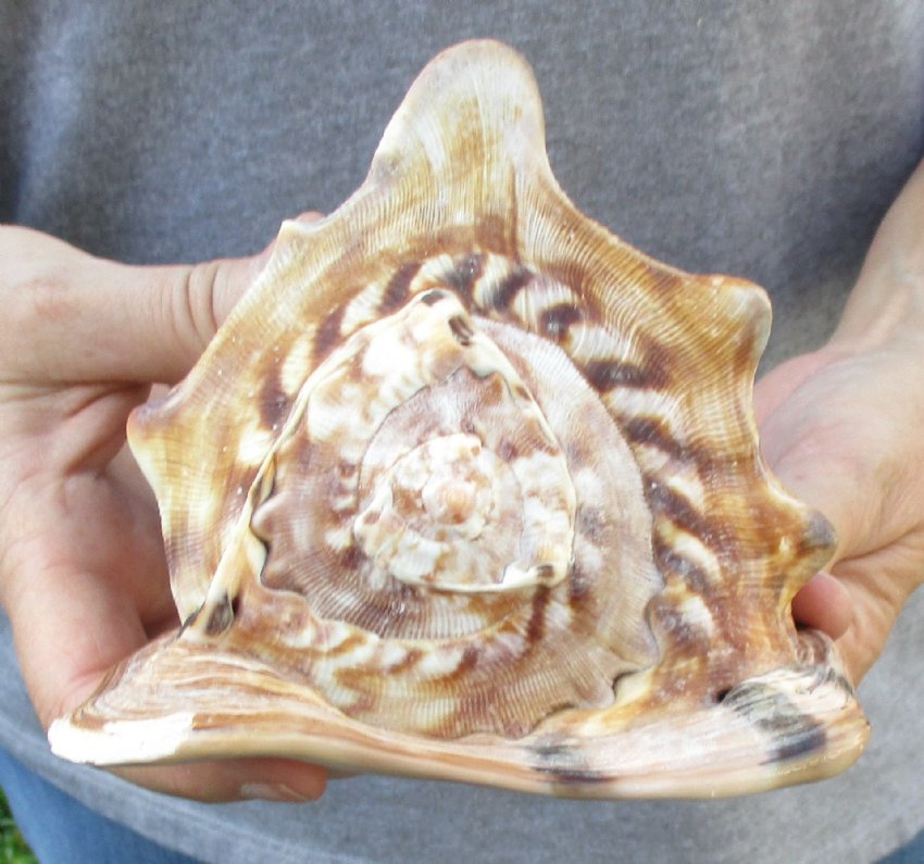 6-1/4 by 5-1/4 inches King Helmet Shell for Sale