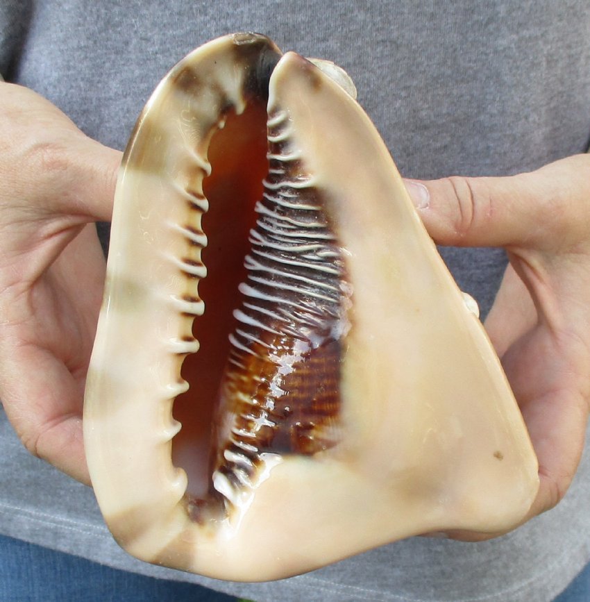 6 by 5 inches King Helmet Shell for Sale for $10.99