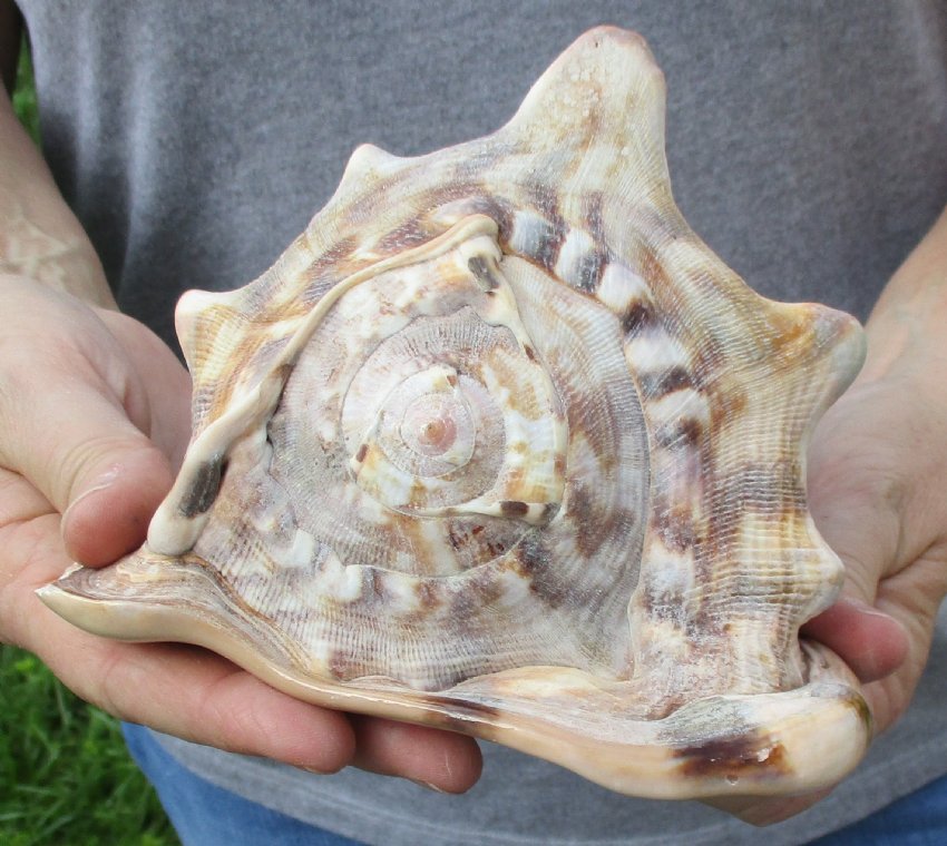 6-3/4 by 6 inches King Helmet Shell for Sale