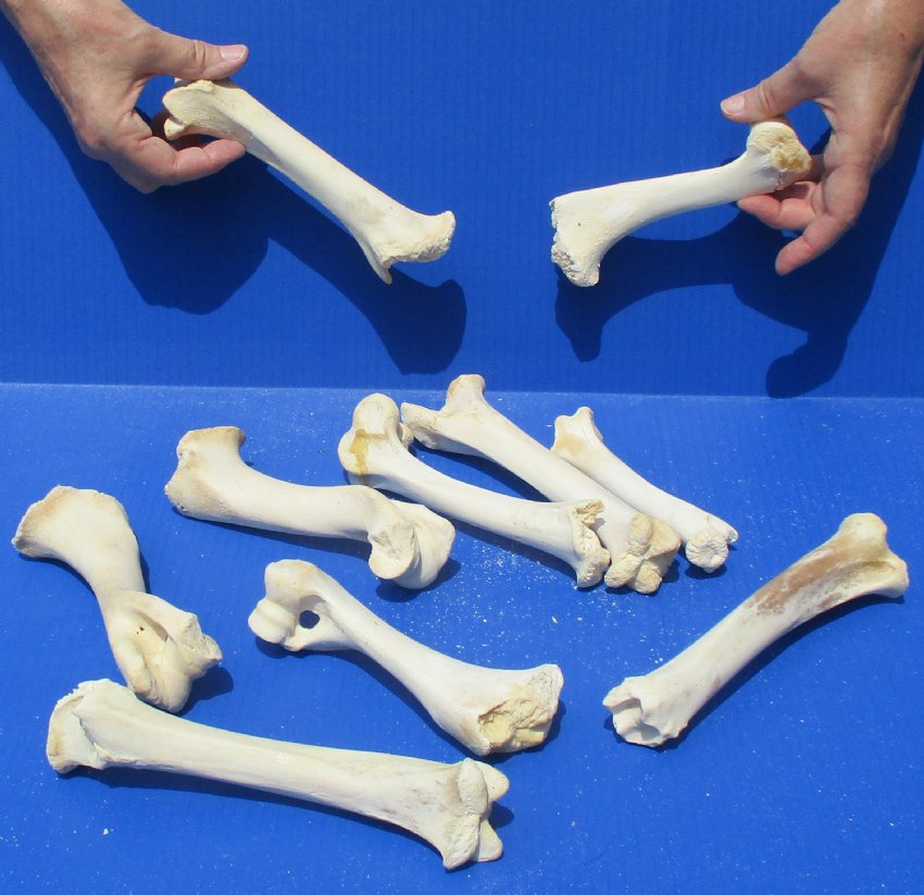 10 piece lot of wild boar/pig leg bones for crafts. for $19.99