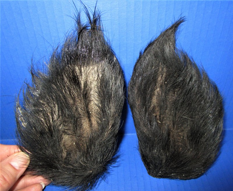 2 Real Georgia Wild Boar Ears for Sale Preserved with Formaldehyde
