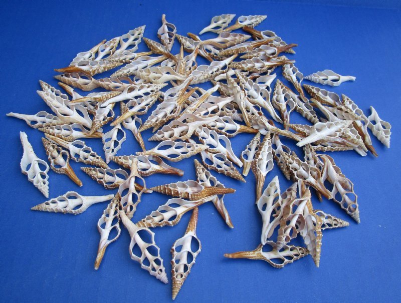 2 to 3 inches Center Cut Turris Shells for Crafts