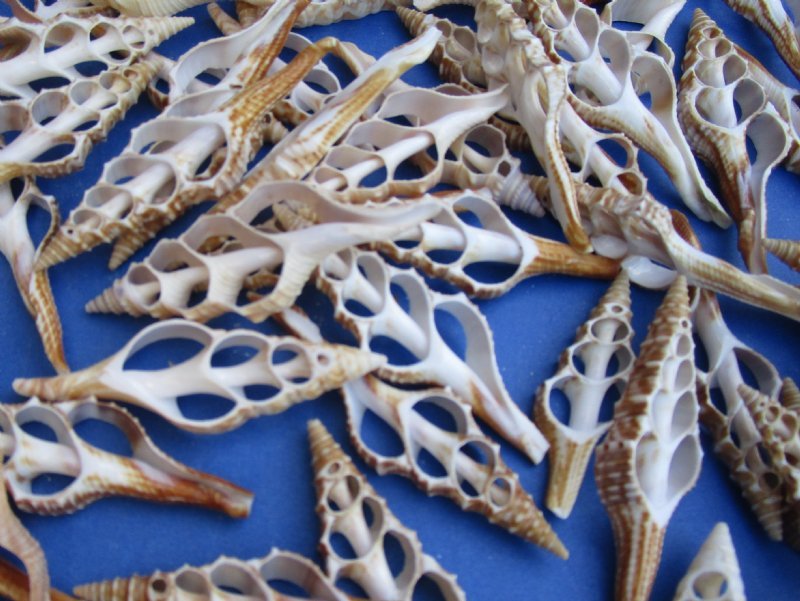 2 to 3 inches Center Cut Turris Shells for Crafts