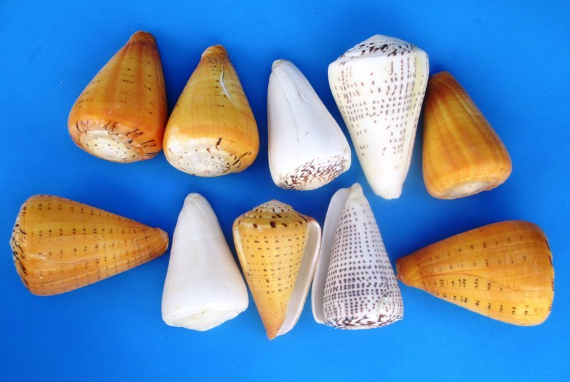 5 to 6 inches Assorted Large Cone Shells for Sale