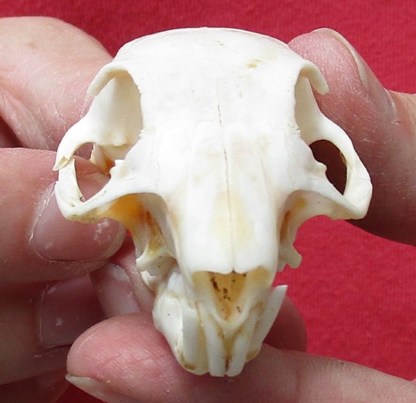 Ground Squirrel Skeleton