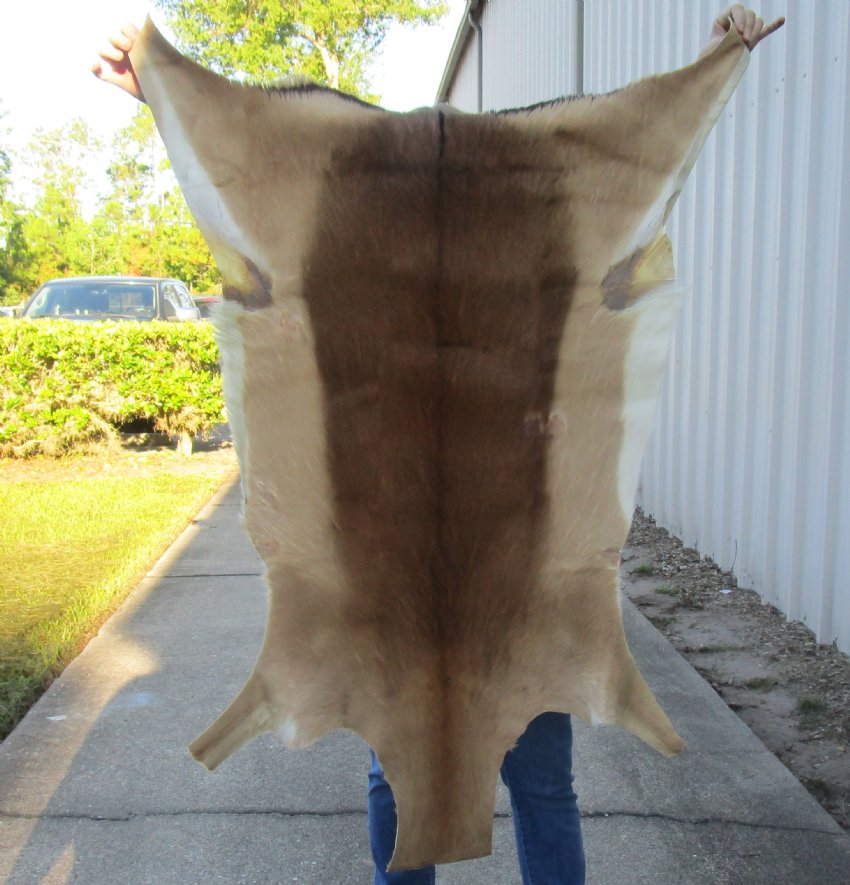 47 inches Cheap African Impala Skin for Crafts with bare spots $36.99