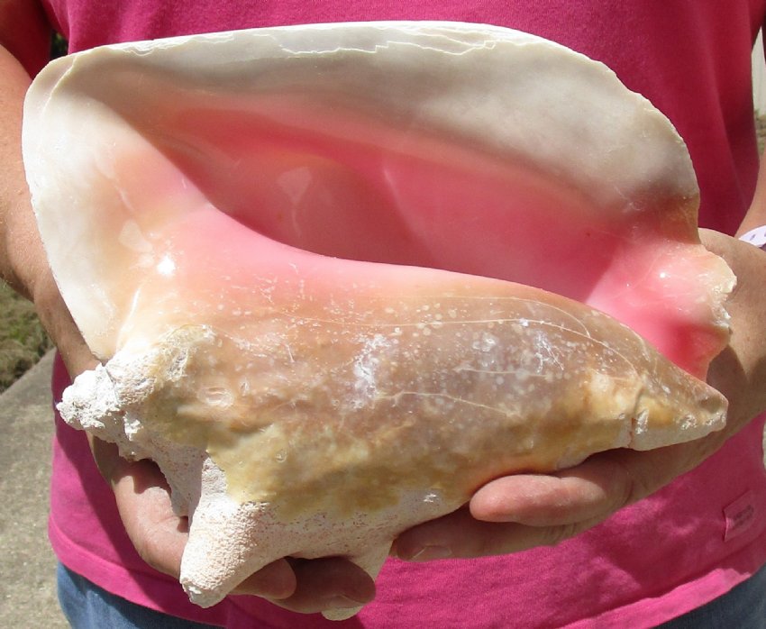8 inch Pink Conch Shell, Queen Conch with a slit in the back