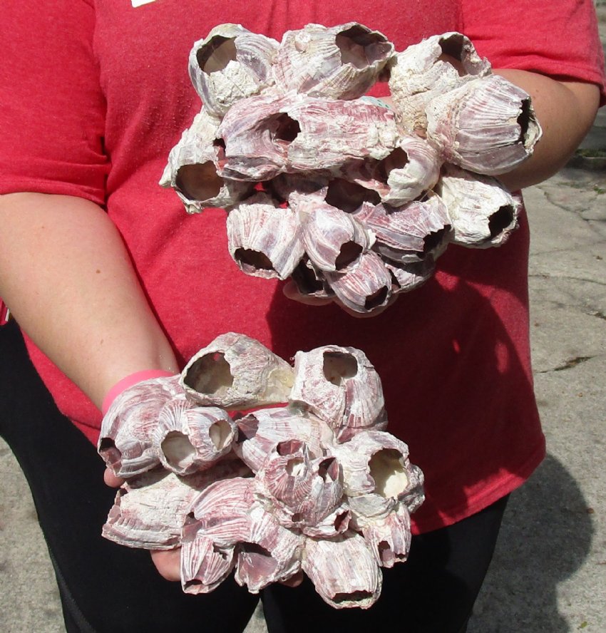 7-1/2 and 7-3/4 inches long Purple Barnacle Clusters