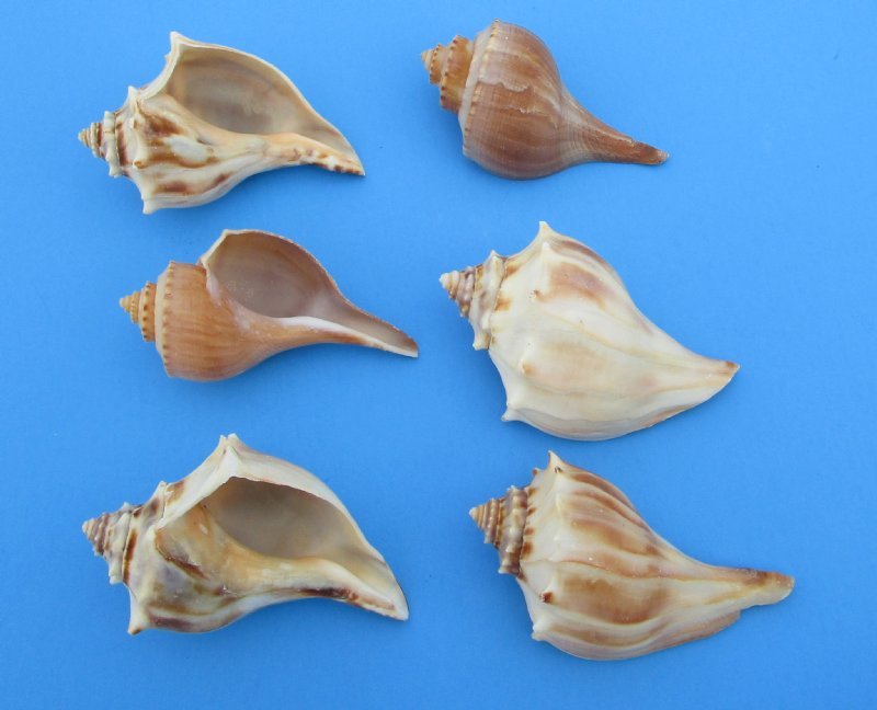 4 to 4-3/4 inches Wholesale Assorted Knobbed Whelks and Channeled Whelks