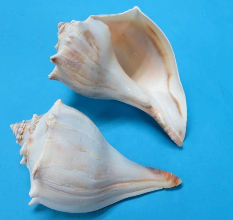 7 inches Large Whelk Shells for Sale, Knobbed Whelks - North Atlantic ...