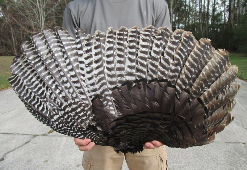 30 inches by 15 inches Real Fan Shaped Turkey Wing for Sale