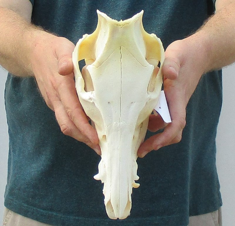 Real 11 inch Wild boar skull