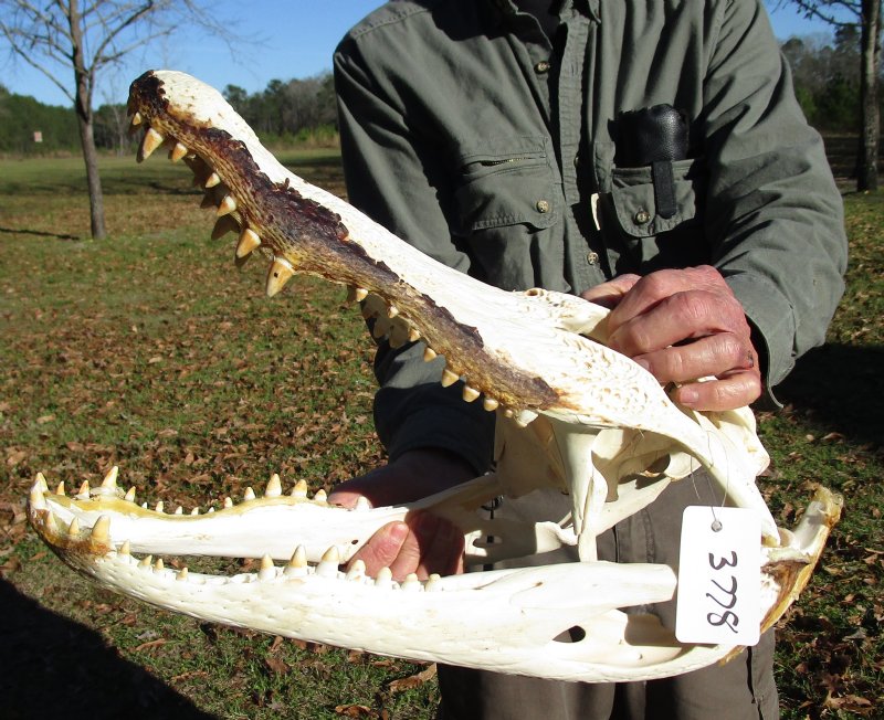 18 inches Discount Alligator Skull for Sale