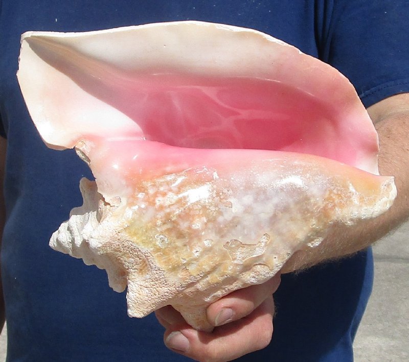 7-1/4 inch Pink Conch Shell, Queen Conch with a slit in the back