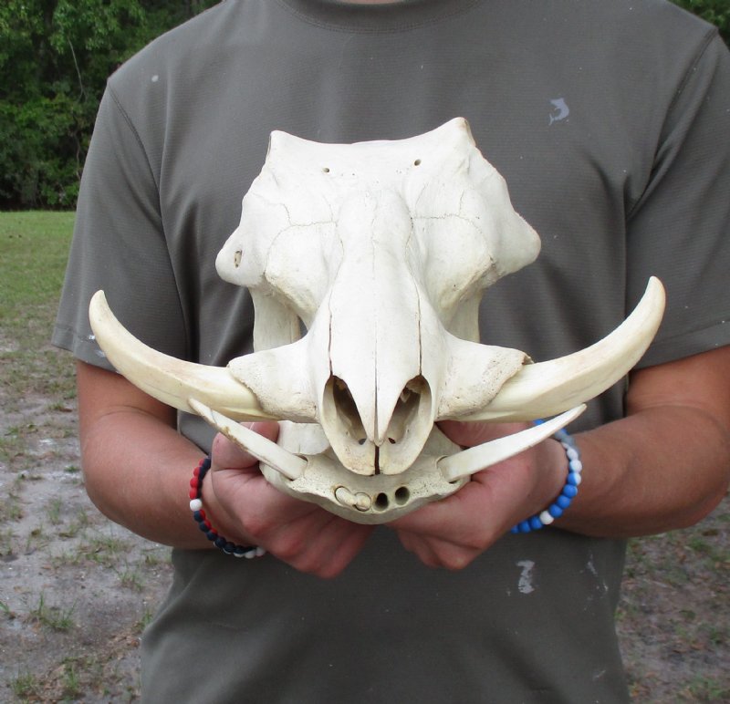 14 inches Large African Warthog Skull - you are buying this one for $119.99