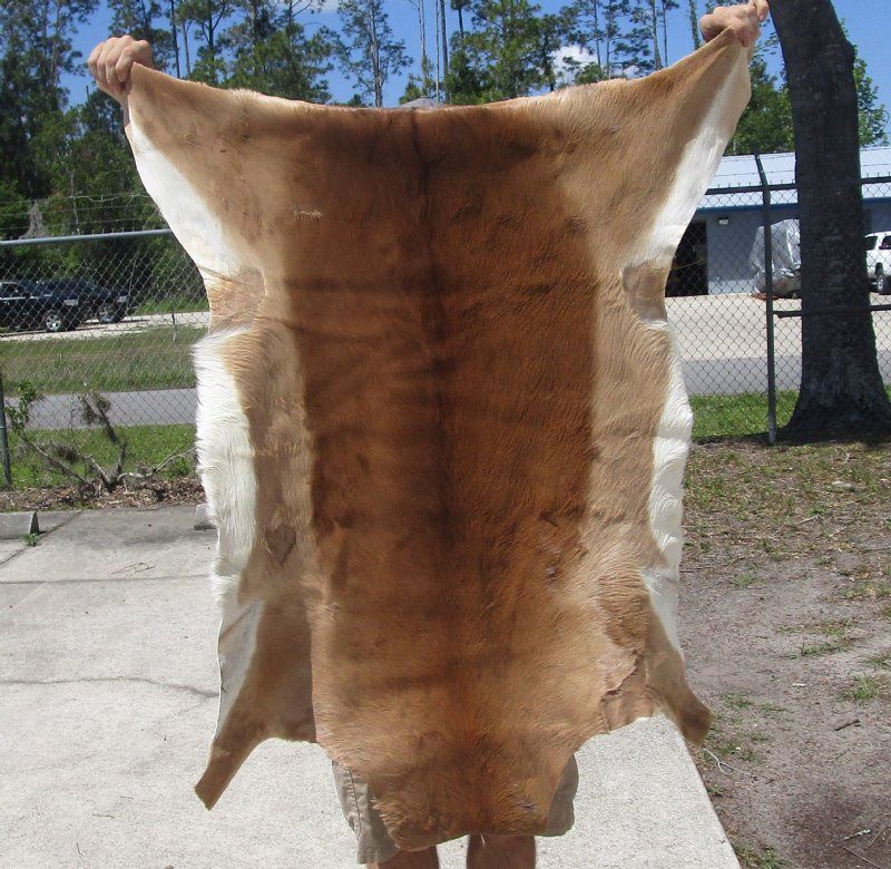 46 inches Cheap African Impala Skin for sale with bald spots