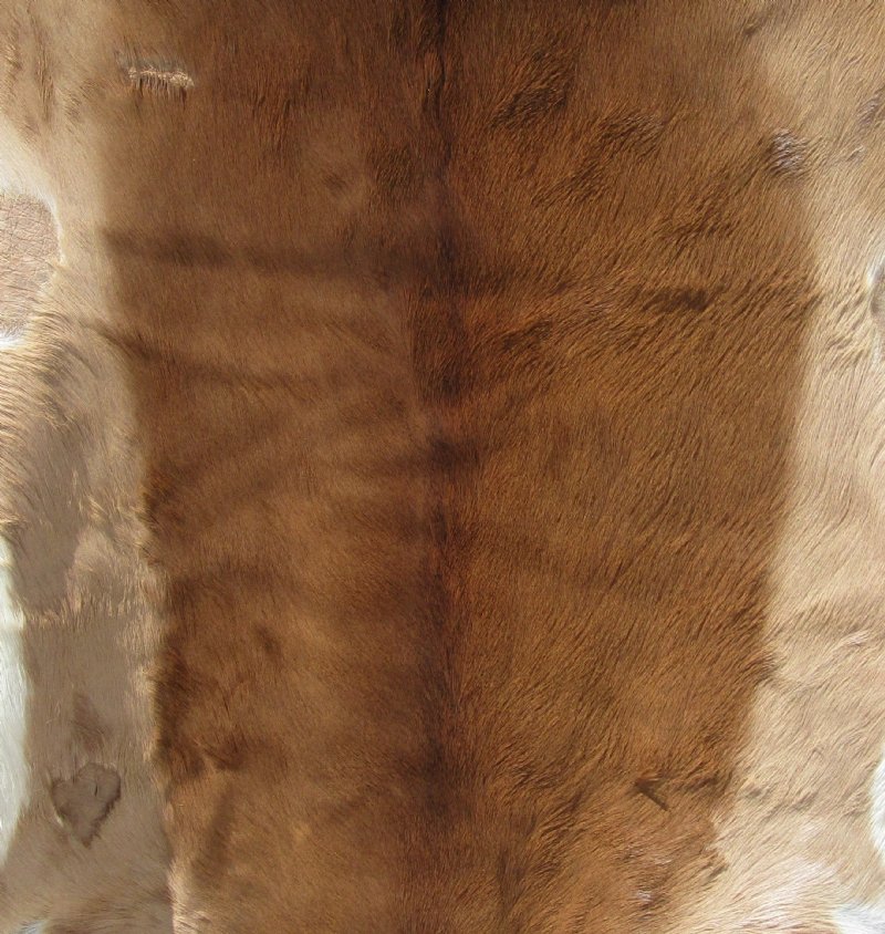 46 inches Cheap African Impala Skin for sale with bald spots