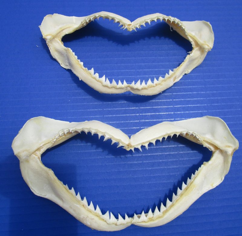 Two Authentic Bignose Shark Jaws for Sale 6-1/2 and 7-1/2 inches