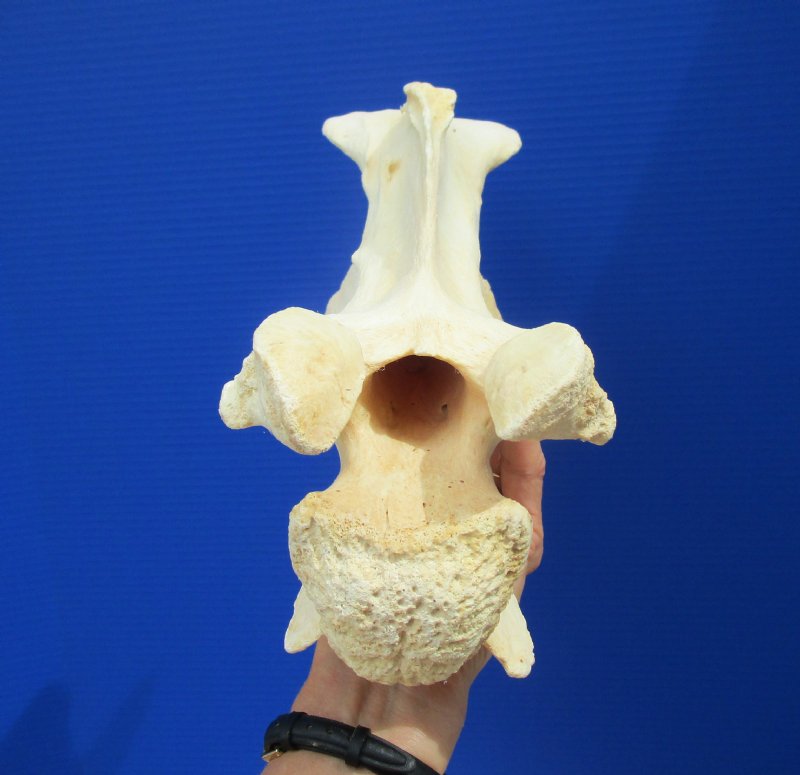 13 3 4 By 6 3 4 Inches Real African Giraffe Cervical Vertebrae Bone For 13 3 4 By 6 3 4 Inches Real African Giraffe Cervical Vertebrae Bone For
