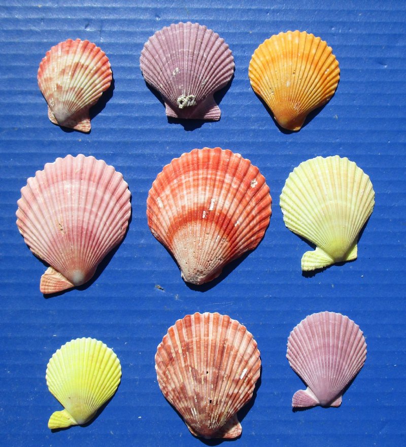 Wholesale Pecten Nobilis Scallop Shells in Bulk