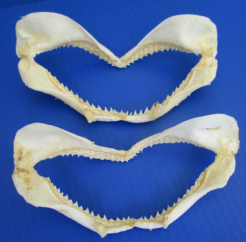 Two Real Silky Shark Jaws for Sale 6-1/4 and 6-3/4 inches wide
