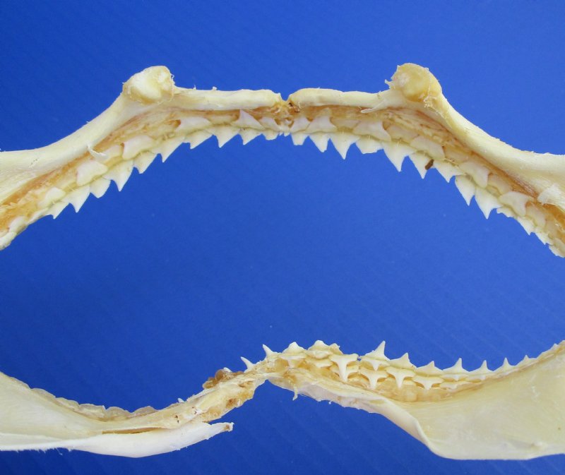 Two Real Bignose Shark Jaws for Sale 7-1/4 and 6-7/8 inches wide