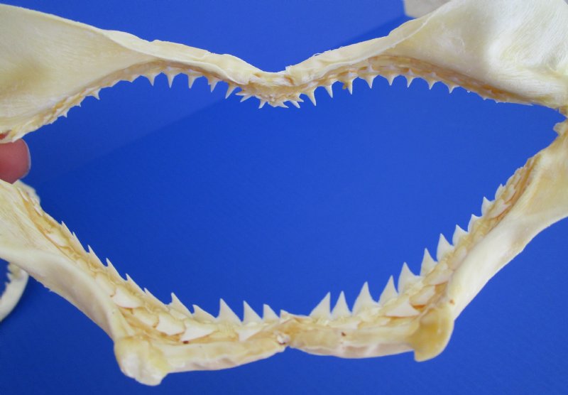 Two Real Bignose Shark Jaws for Sale 7-5/8 and 6-3/8 inches wide