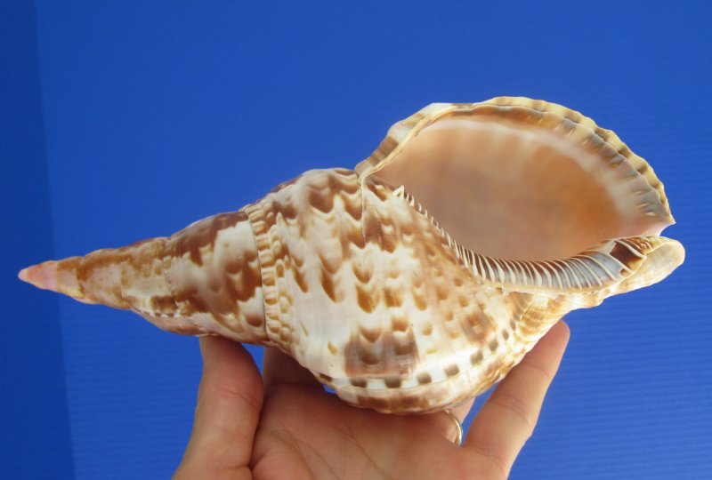 8 by 3-3/4 Beautiful Real Atlantic Triton's Trumpet Shell for Sale