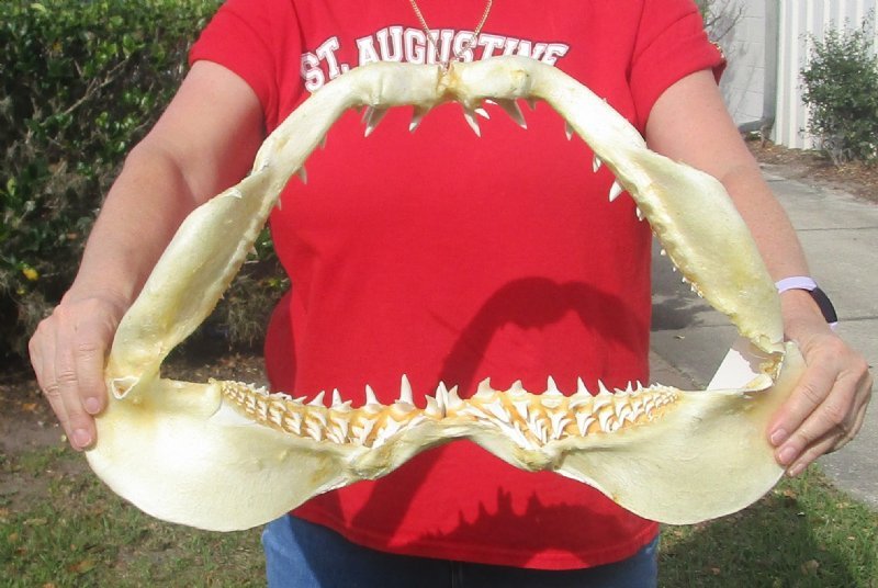 20-3/4 inches wide Large Real Shortfin Mako Shark Jaw for Sale