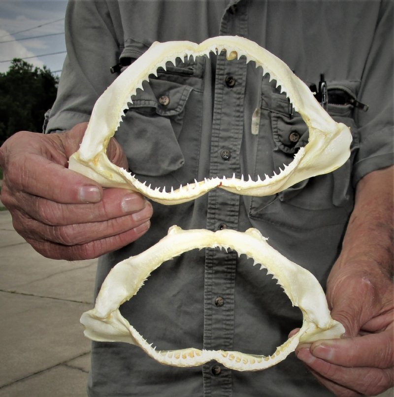 2 Authentic Blacktip Shark Jaws for Sale 6-1/4 inches wide