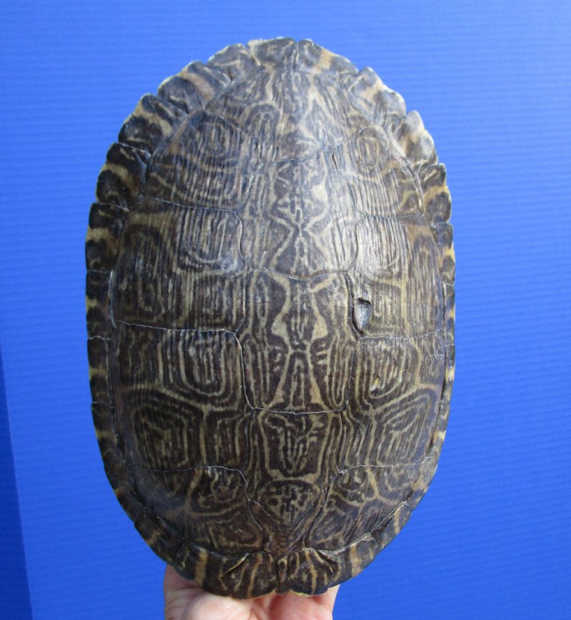 9-1/2 by 6-1/2 inches Red Eared Slider Turtle Shell for Sale