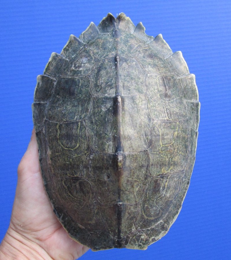 7-1/4 by 5-1/2 inches Map Turtle Shell for Sale, Sawback Turtle Shell