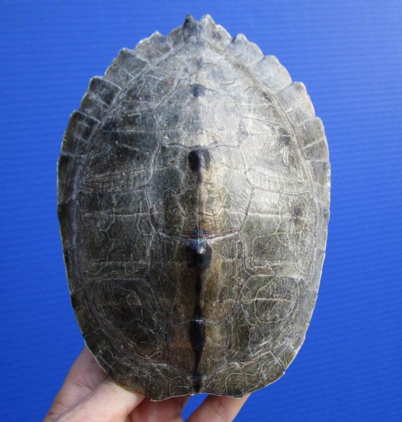 7-1/4 by 5-1/2 inches Real Map Turtle Shell for Sale, Sawback Turtle Shell
