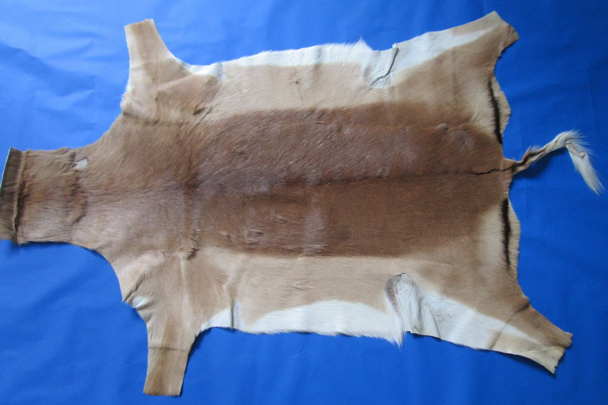 48 by 34 Authentic Soft Tanned African Impala Skin, Hide for Sale $54.99