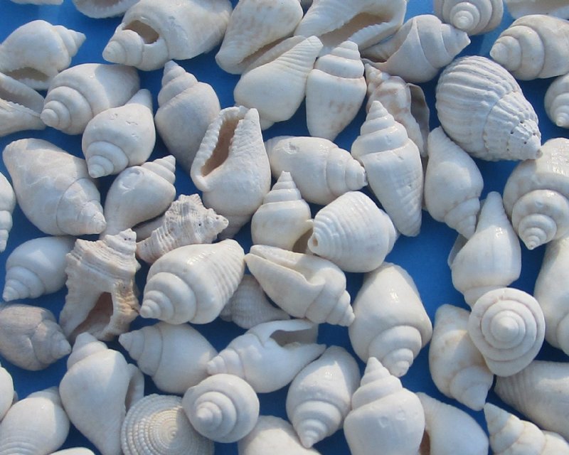 44 pounds Wholesale Tiny White Nassarius Snail Shells for Crafts
