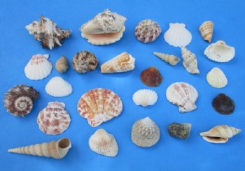 Philippine Mix | 4.5 Pounds Assorted Seashells | 1 to 3 inches
