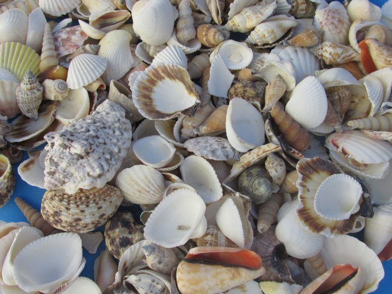 1 to 3 inches Medium/Large Assorted Seashells for Crafts from the ...