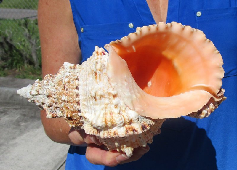 8-1/2 by 5 inches Very Nice Bursa Bubo Seashell for Sale, Giant Frog Shell