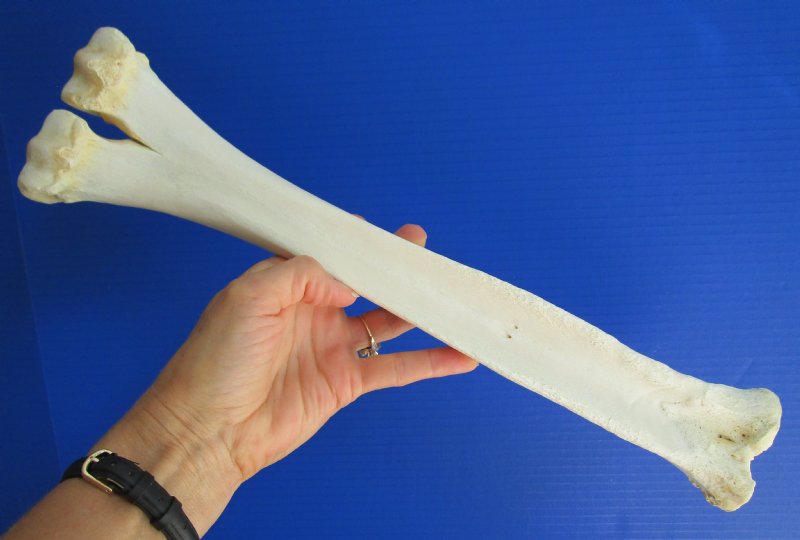 Femur Bone Camel