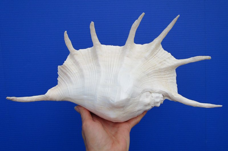 14-1/4 by 7-3/4 inches Extra Large Gorgeous Giant Spider Conch