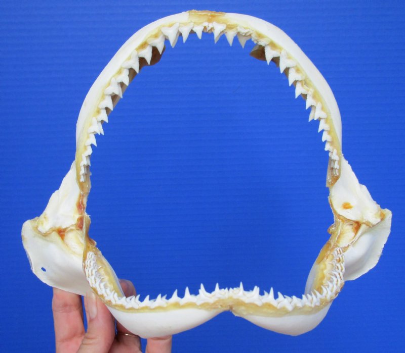 8-3/4 inches Real Silky Shark Jaw for Sale from India's Fishing Industry