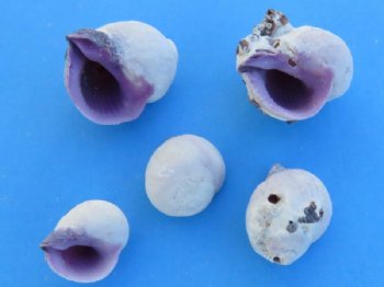 Cebu Beauty Shells, Purple Shells 1/2 to 1-3/8 inches $4.75 a kilo