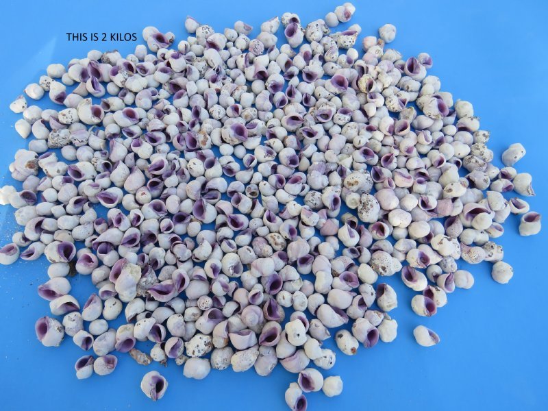 Cebu Beauty Shells, Purple Shells 1/2 to 1-3/8 inches $4.75 a kilo