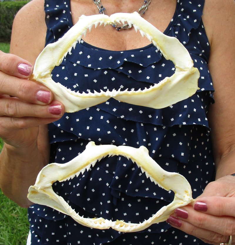 5-7/8 and 6-1/4 inches Real Blackspot Shark Jaws for Sale