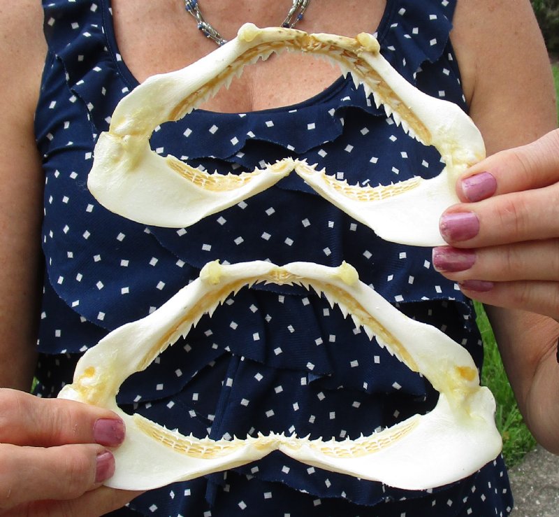 6-3/4 and 5-3/4 inches wide Real Blackspot Shark Jaws for Sale