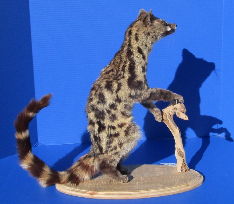 20 inches long South African Spotted Genet Mounted on Wooden Base